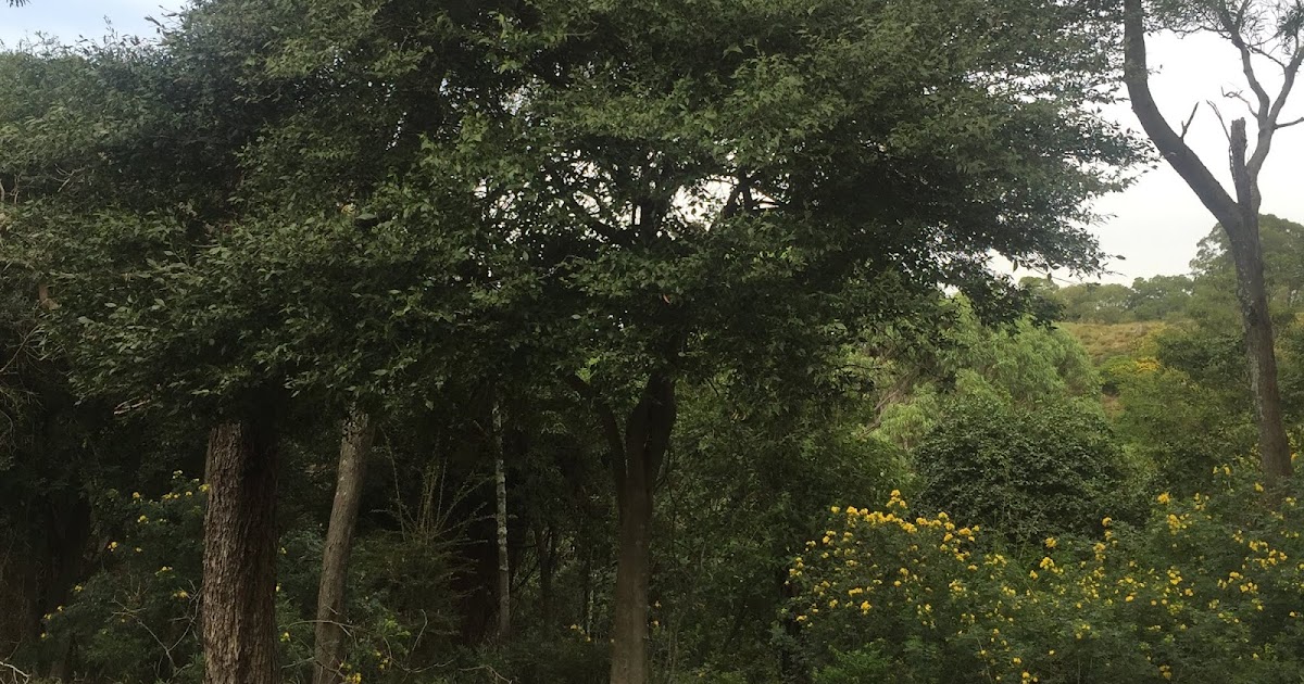 Try growing: Whalebone Tree (Streblus brunonianus) | Growing Illawarra ...