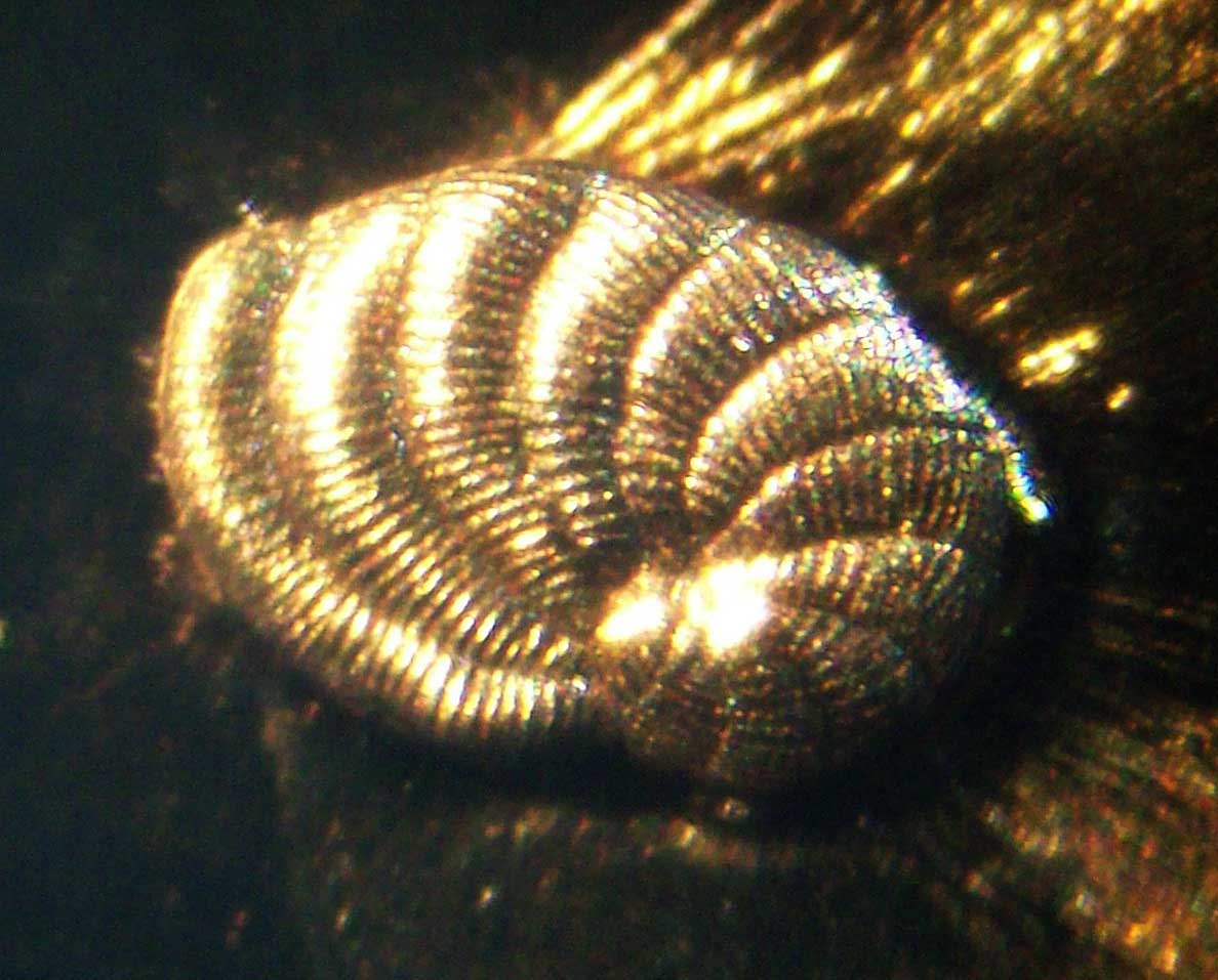 Louisville Fossils and Beyond: Golden Foraminifera