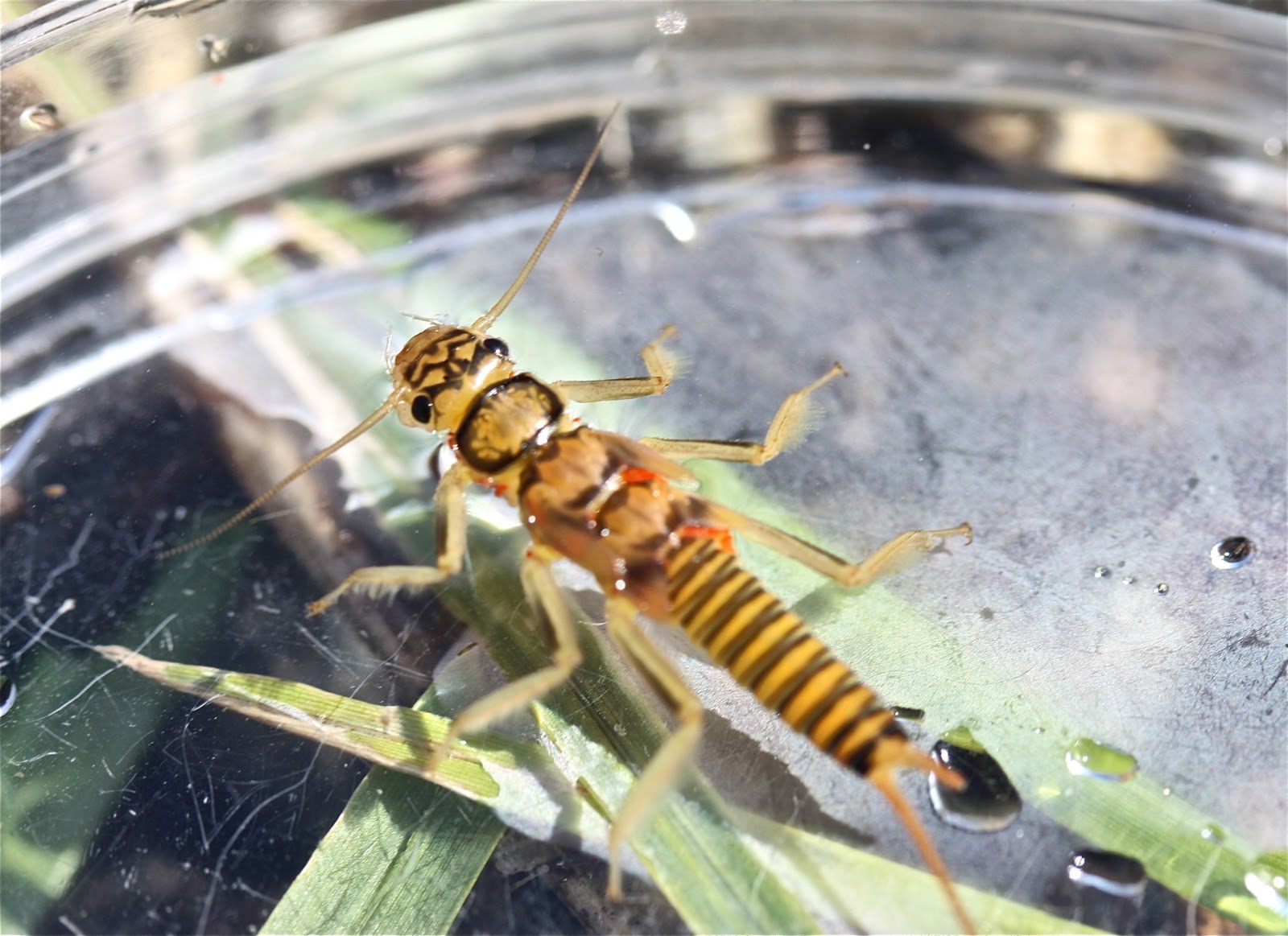 Aquatic Insects of Central Virginia: Buck Mt. Creek: Perlodid stonefly ...