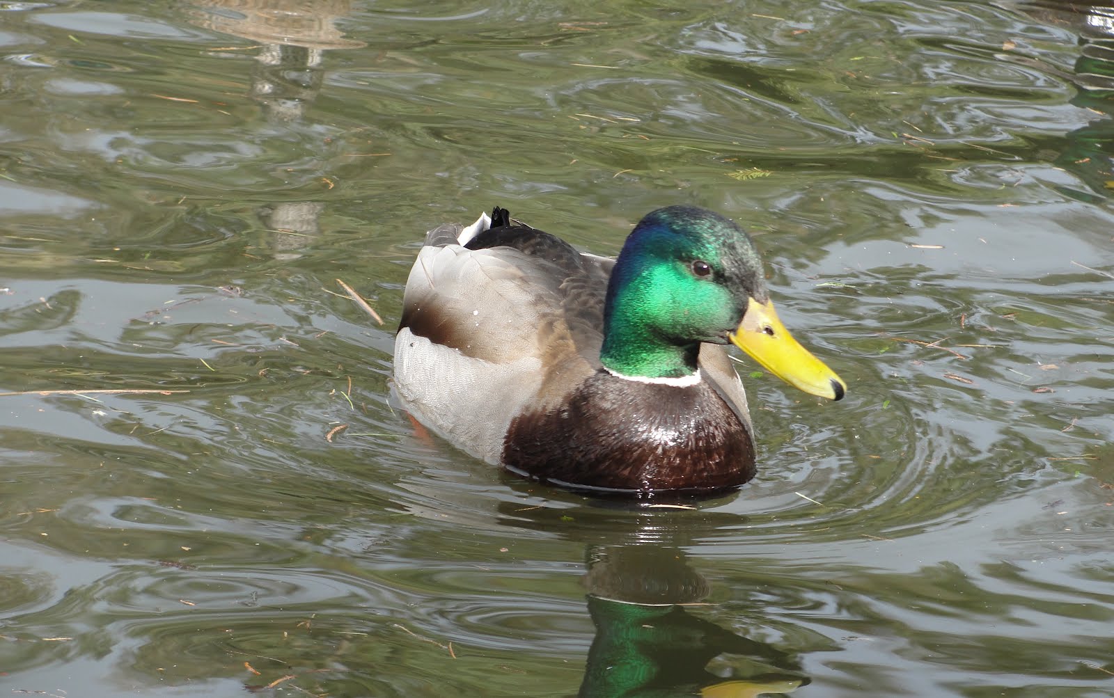 My life with the critters: Ducks, ducks and more ducks
