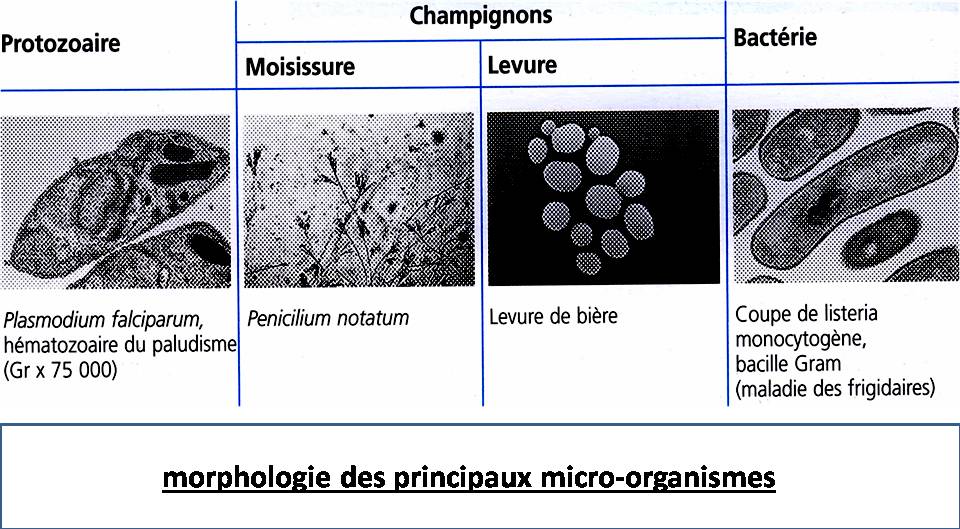 MICROBIOLOGIE - définition - Formation infirmiers