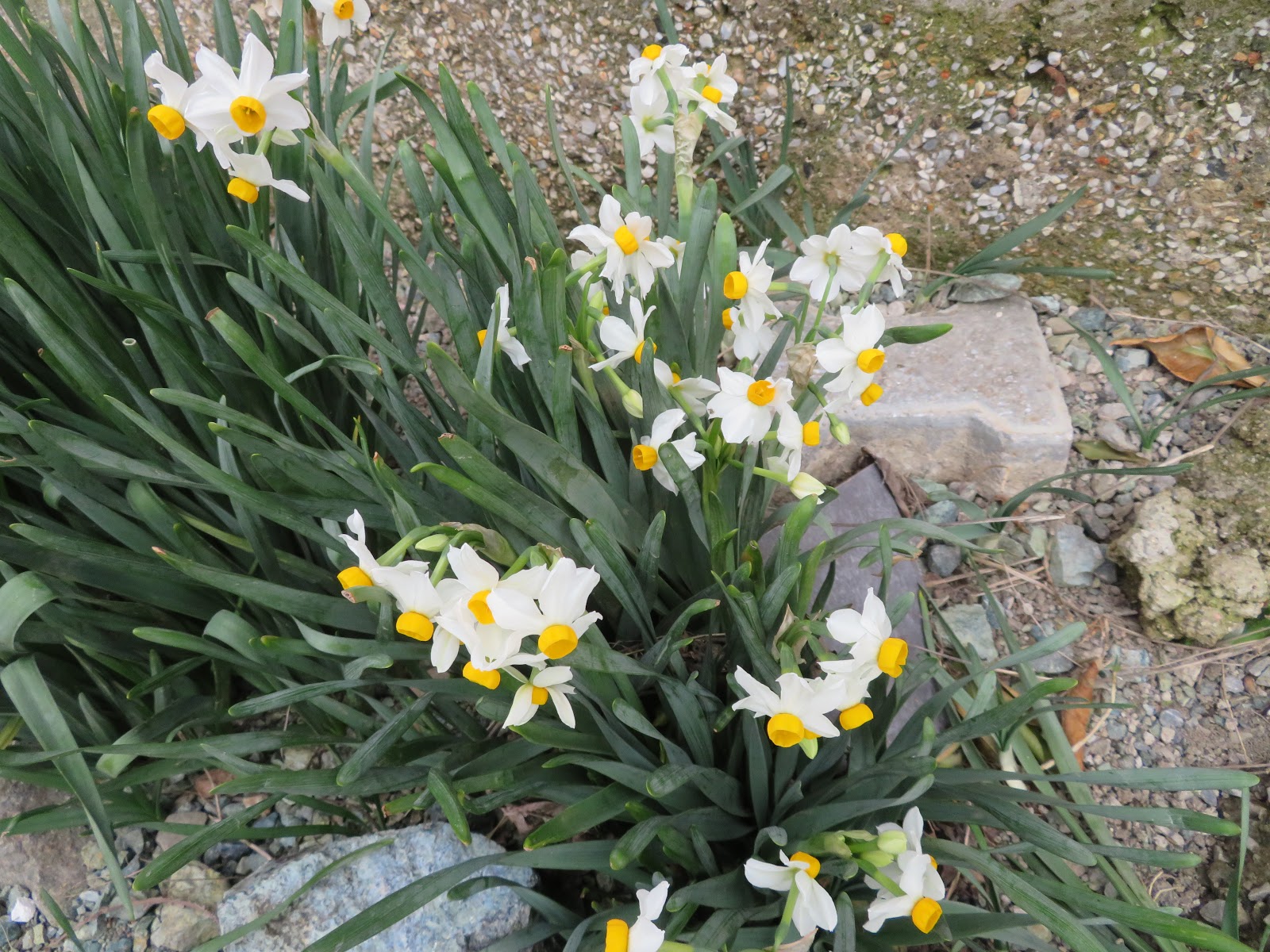 Cittaslow Botanik Park: NERGİS ÇİÇEĞİ VE HİKAYESİ