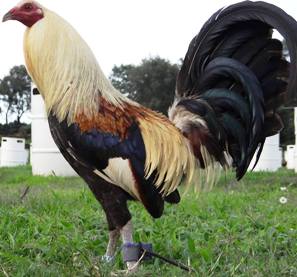 Rancho las trojes Game Farm