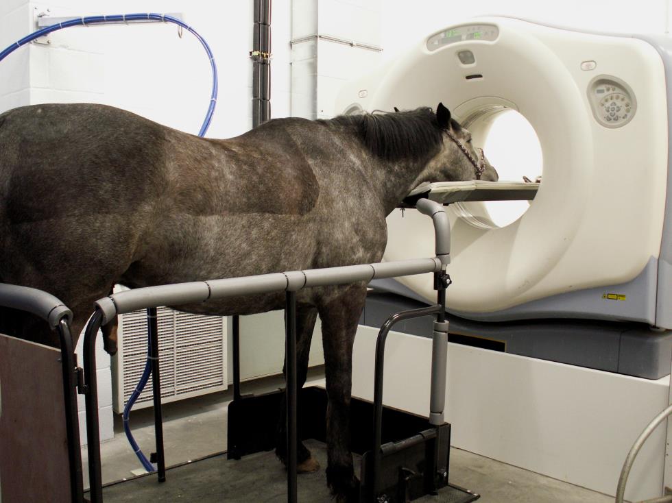 Horse Life and Love: All About ... CT Scans