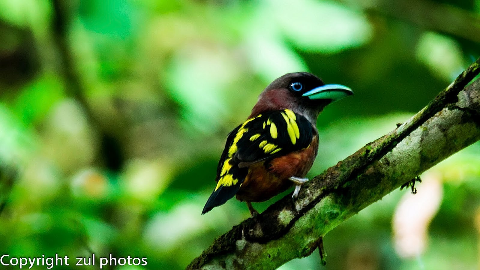 Zul Ya - Birds of Peninsular Malaysia: September 2012
