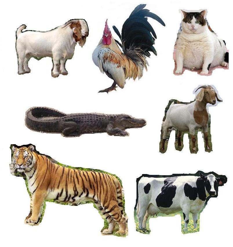 Jenis Jenis Utama Haiwan Jenis Haiwan Pengkelasan Haiwan Dan Ciri Khas ...