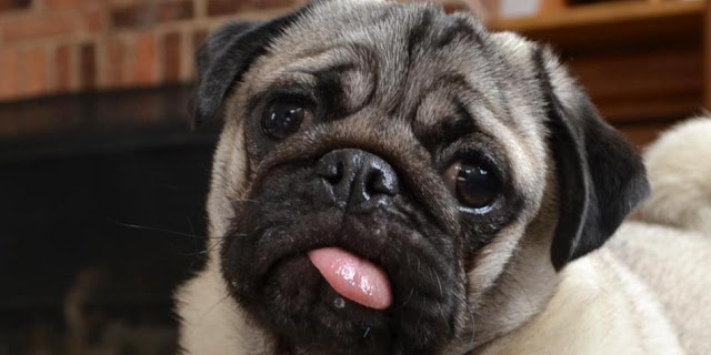 "El Todopoderoso": Perros pug y su polémica cara: la ciencia descubre ...