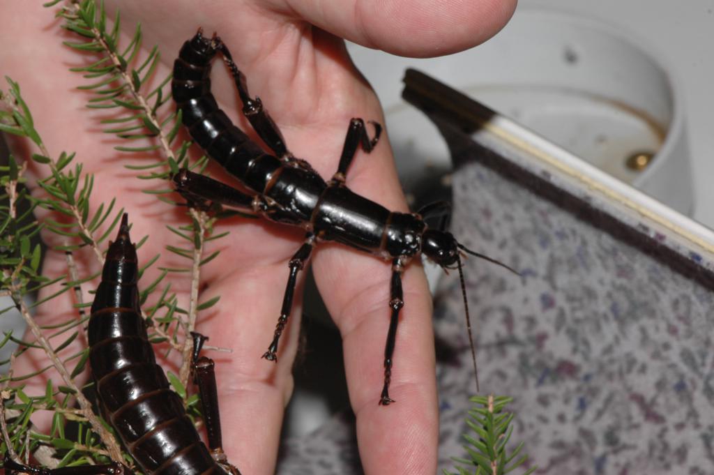 The Nature of Robertson: Lord Howe Island Phasmids visit Robertson