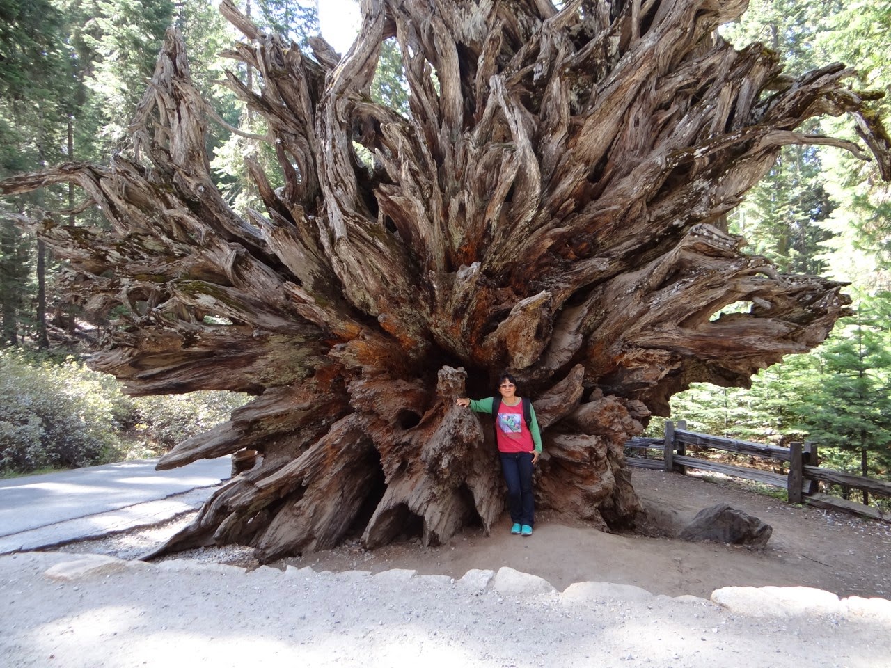 DEFENSOR DA NATUREZA: SEQUÓIAS gigantes do Parque Nacional de Yosemite