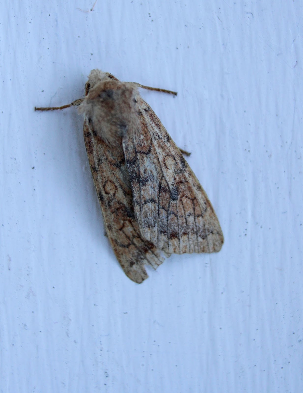 Non-Stop Birding: Winter moths at Beddington Farmlands