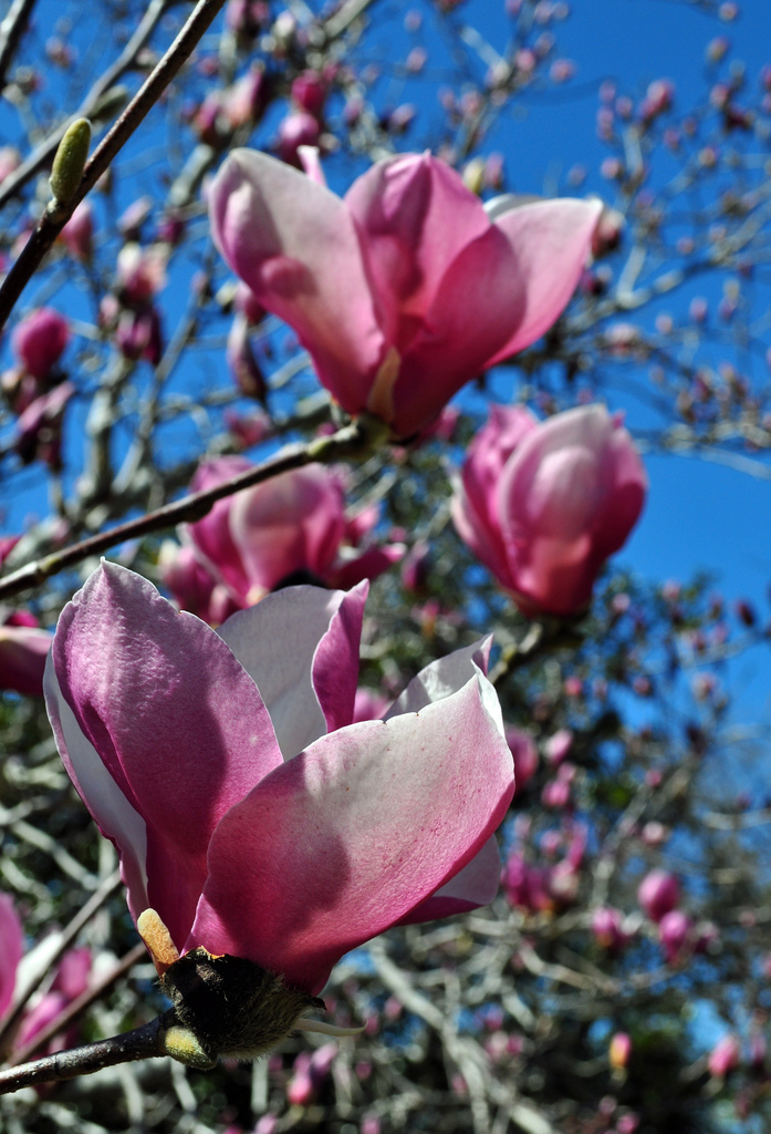 Colorado Garden Punch List - Betty Cahill: Spring Magnolia Show