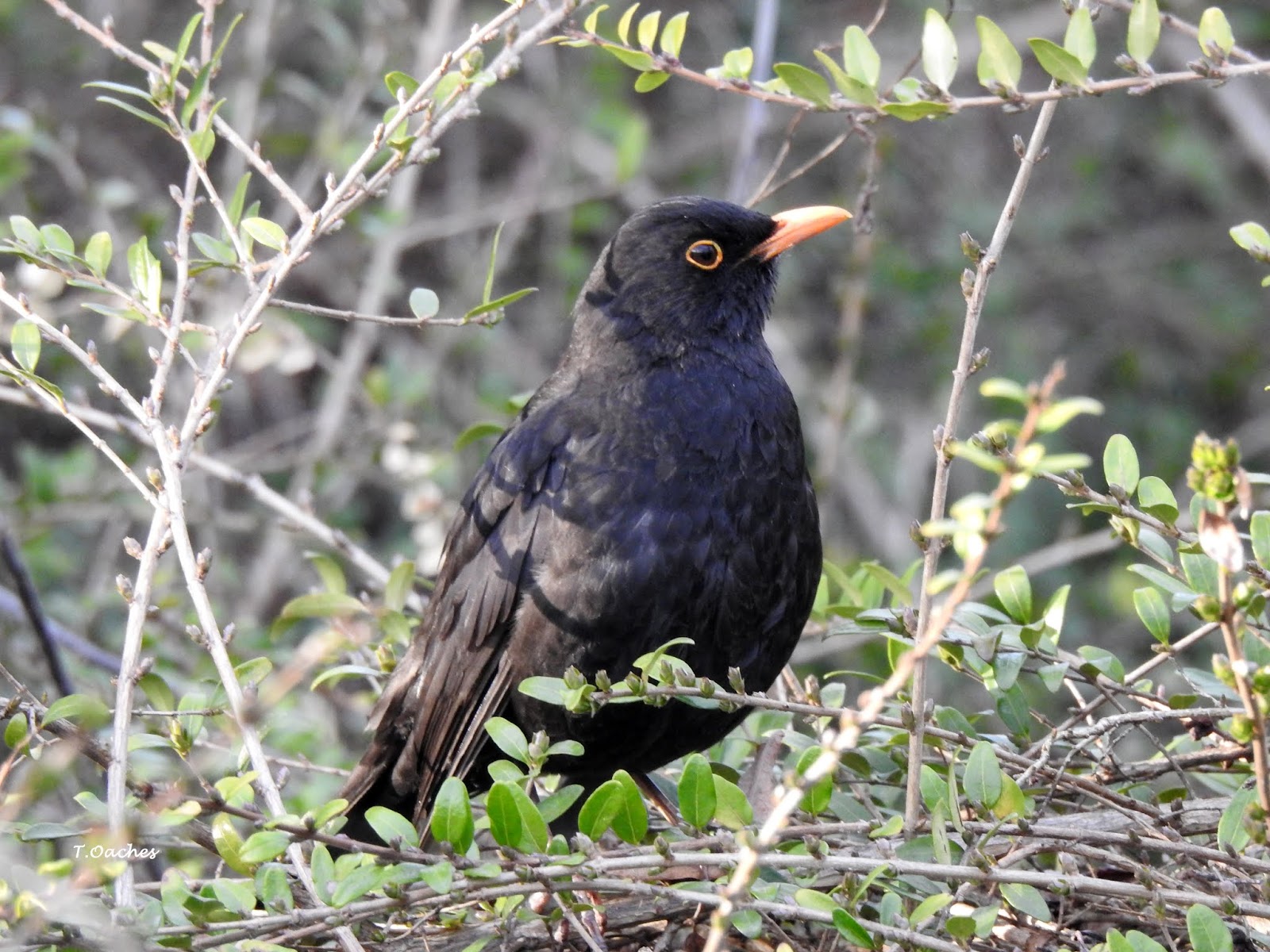 PASARI DIN ROMANIA: MIERLA (1), Turdus merula