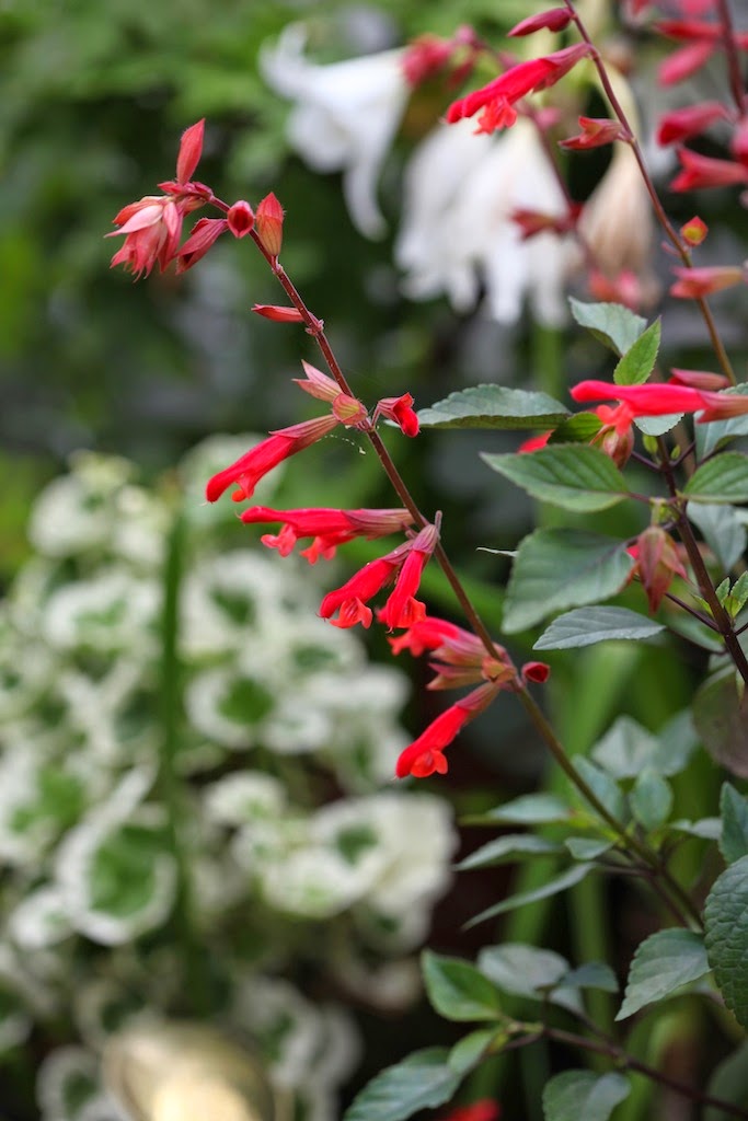 Garden Living: august 2014