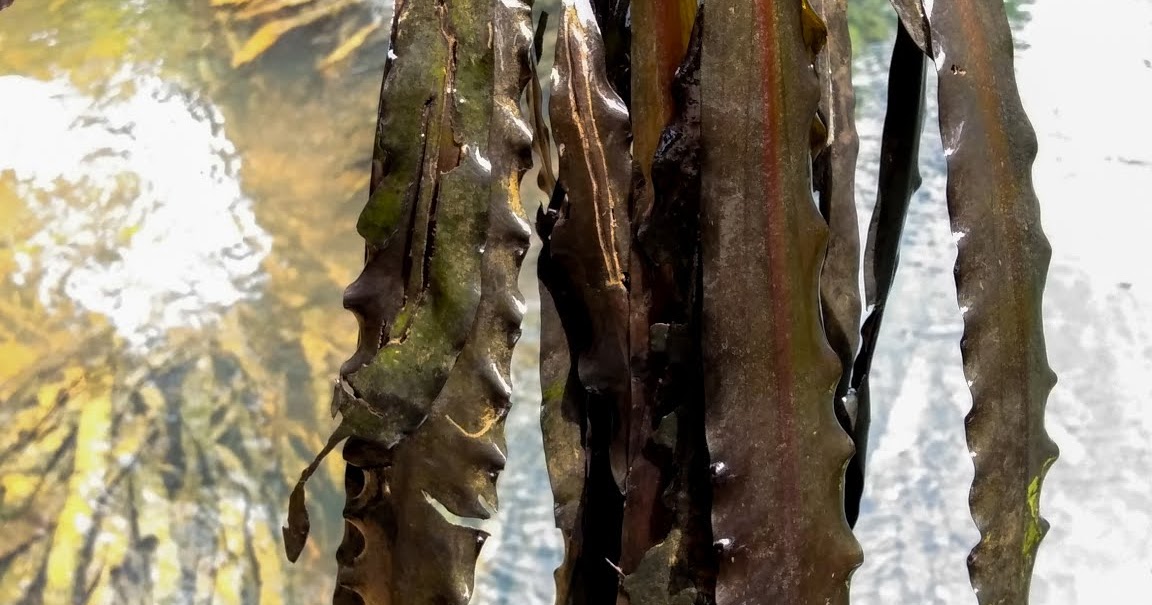 APONOGETON RIGIDIFOLIUS