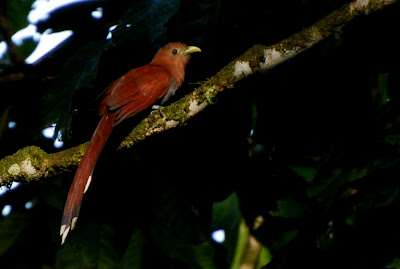 Riha in Costa Rica: Early Morning Bird Walk