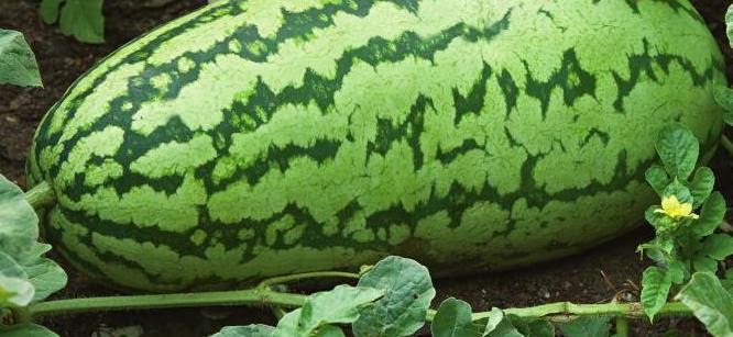 FOOD HISTORY: Ancient history of watermelon