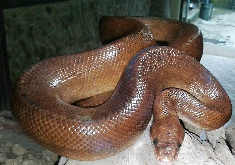 CENTRO DE EDUCACIÓN, CONSERVACIÓN E INVESTIGACIÓN DE BIODIVERSIDAD ...