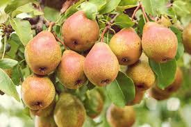 Roos Nature Fresh: An Ultimate Guide For Comice Pears