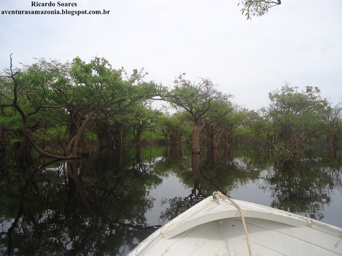 Viagem a Silves / Amazonas - Fotos minhas. | SkyscraperCity Forum