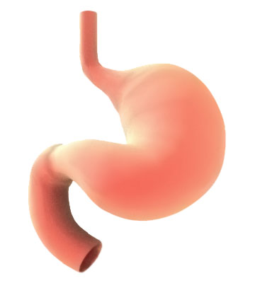 Mide nedir ne demektir? Mide ile ilgili deyimler ve anlamları - Laf Sözlük