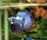 PG's Betta Store: Fancy Blue Monster Halfmoon #2928