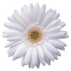 FLOWER SHOP: White gerbera daisy flowers.