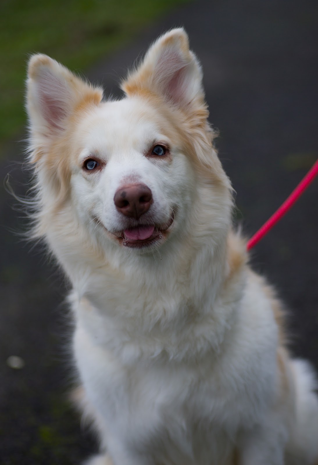 Shelter Dogs of Portland: "PEARL" New Pics "special needs" Blind ...