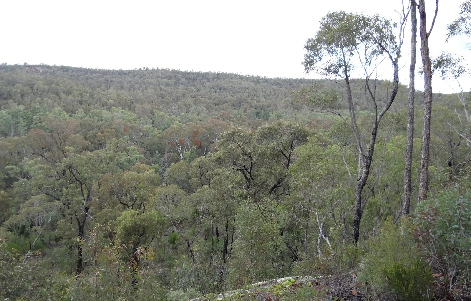 sunshinecoastbirds: Aboriginal Sculptures and Chesnut-rumped Heathwren ...