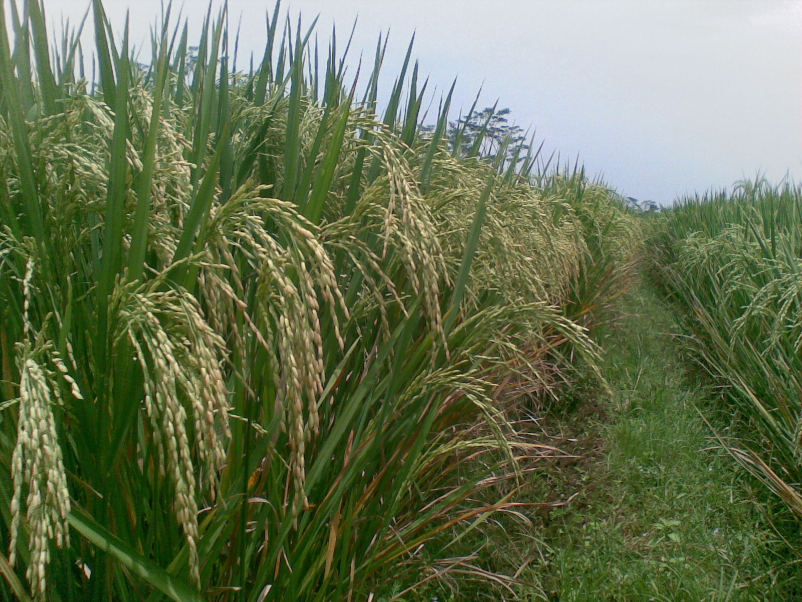 Rangkuman Gambar Tanaman Padi Sehat Jaman Now - Informasi Seputar ...