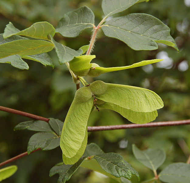 Dispersal Projects - Welcome to the Black Oak Room