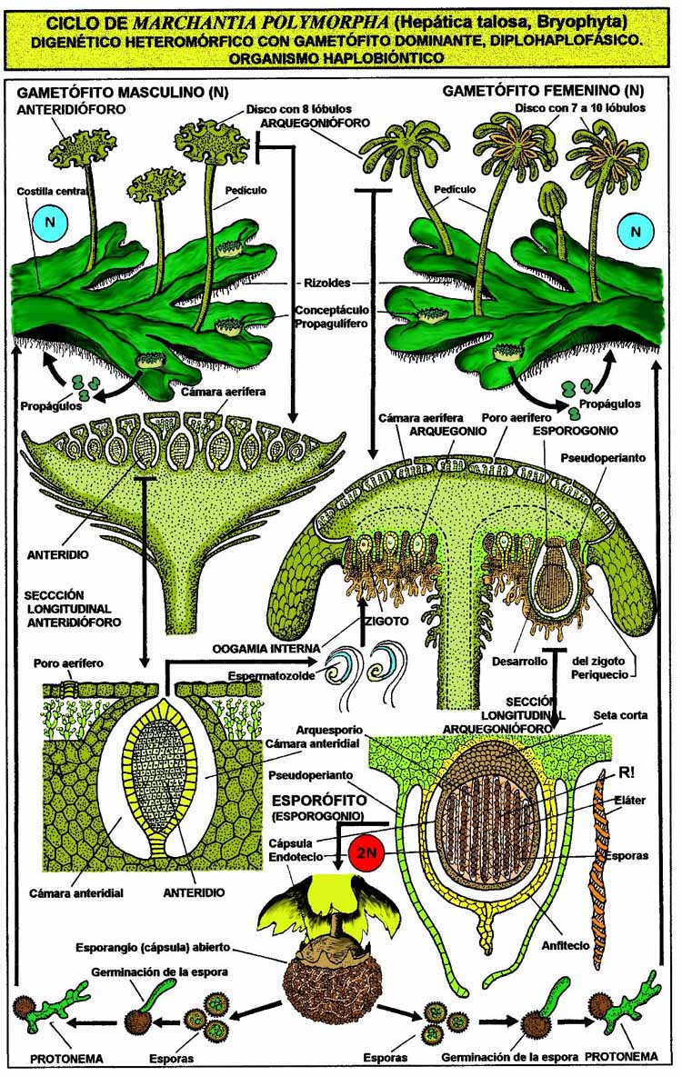 El genoma de las hepáticas aclara la evolución de las primeras plantas ...