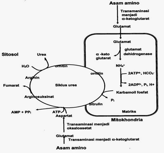 UNSOED INSIDE: METABOLISME PROTEIN