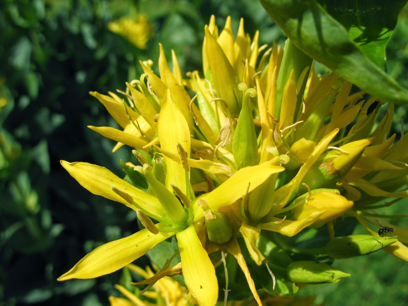 Gentian Tea Benefits ~ Healthy Tea 101