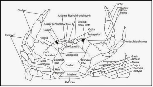 Apapun Untuk Siapapun ^_^: Evolusi Kepiting