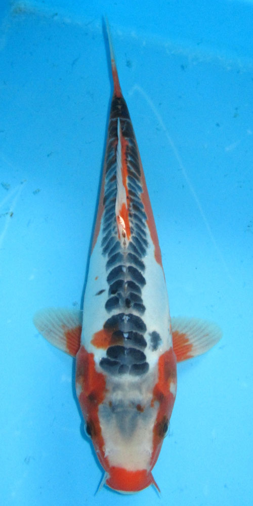 Bali Koi Bazaar: Shusui Lover...