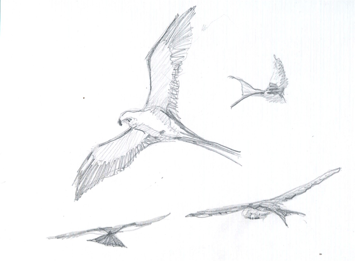 Coastal Georgia Birding: Swallow-tailed Kite on Jekyll in June