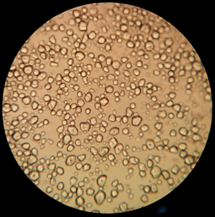 FARMAKOGNOSI: Februari 2017