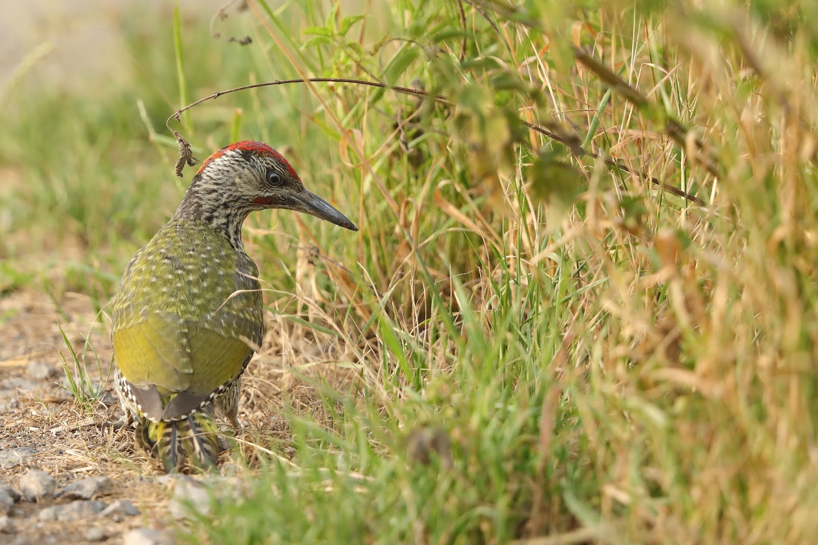 OISEAUX de Jean-Pierre CAPPE: Chouette Chevêche, Pic vert et Merle.
