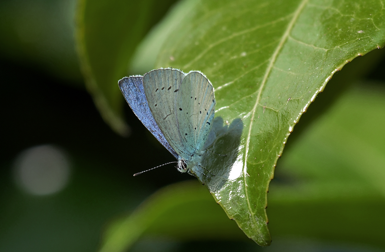 Jozef van der Heijden - Natuurfotografie: Boomblauwtje en Gamma-uil ...