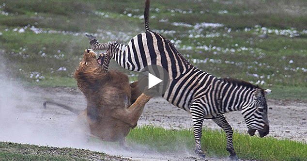 zebra attack and kill lion- lion severely injured on zebra attack ...