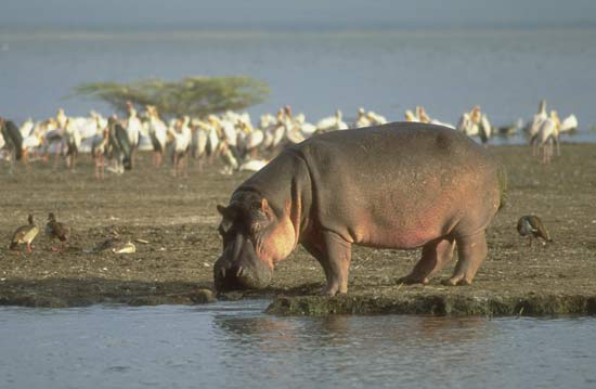 Hippopotamus