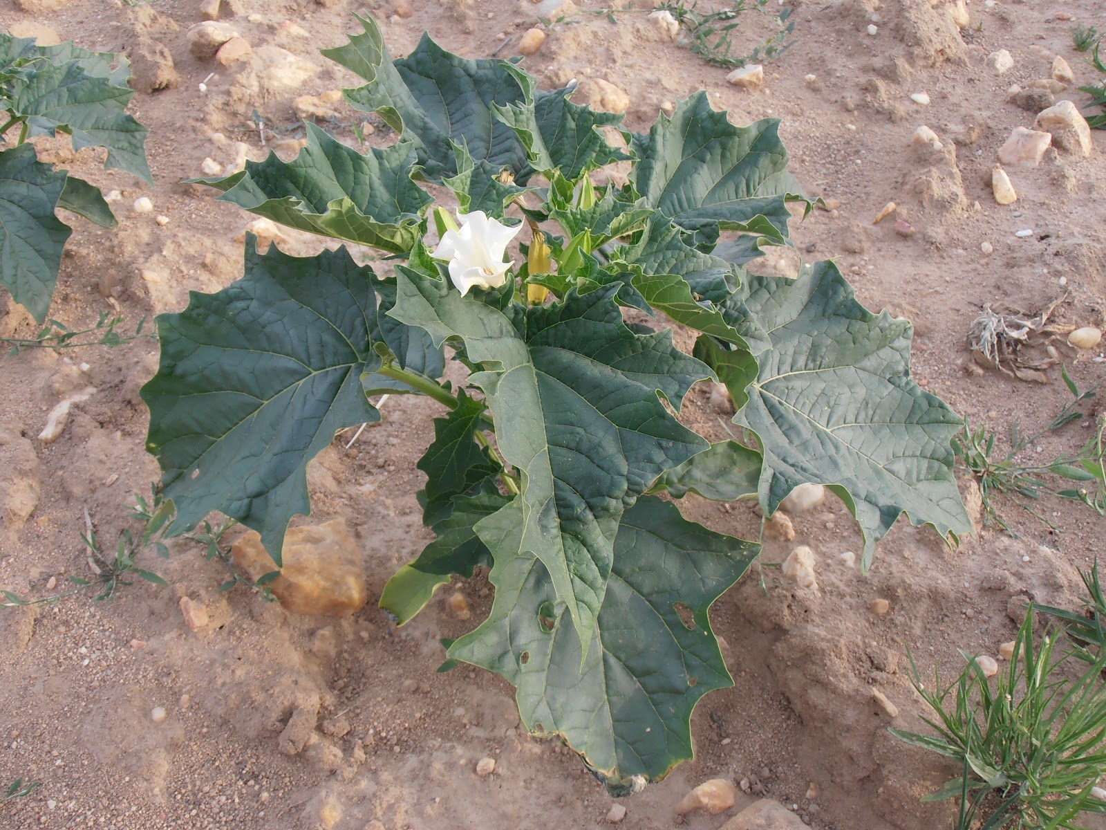 ESTRAMONIO FEROZ: Datura ferox | Plantas rioMoros