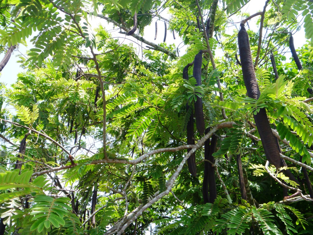 Red de Ciencias Agroalimentarias: Carao (Cassia grandis): Una nueva ...