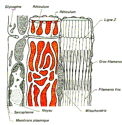 Banque de documents pour les SVT du lycée: Le métabolisme des cellules ...