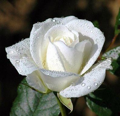 Amazing Love White Rose|http://refreshrose.blogspot.com/