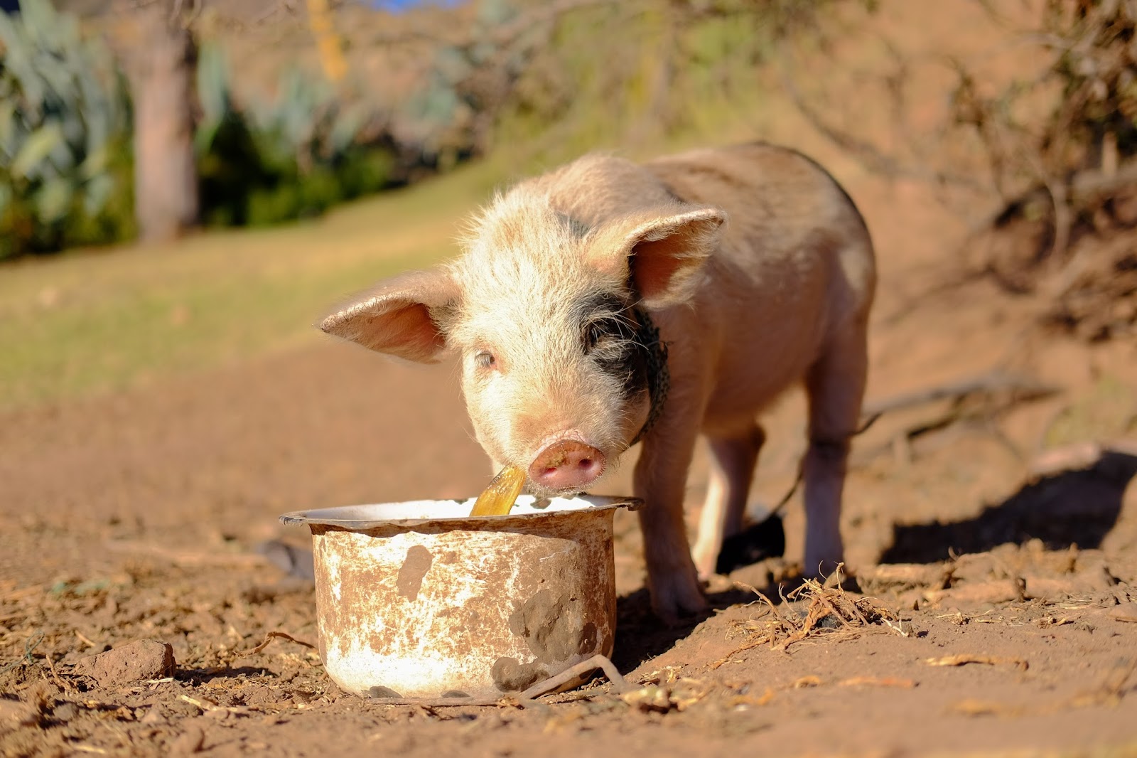 Malekele: Relaxing in Quthing