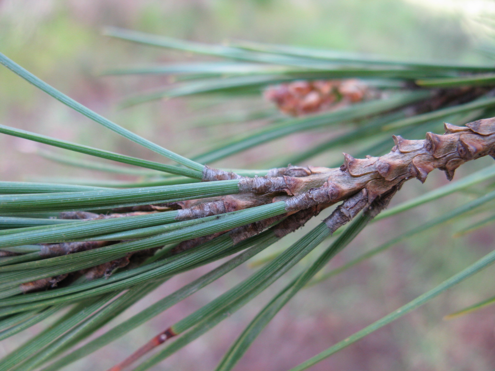Trees of Santa Cruz County: Pinus pinea - Italian Stone Pine
