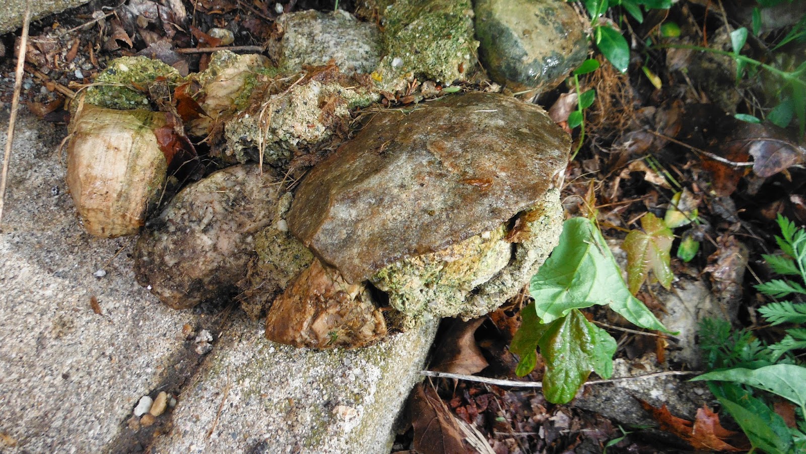 Waking Up on Turtle Island: Recognizing Possible Testudinate Indigenous ...