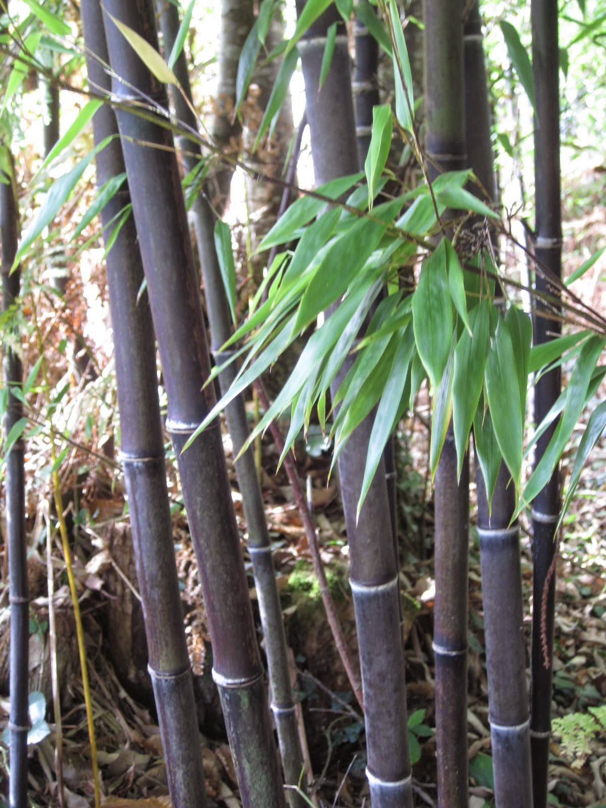 Bourdoux (Jumilhac-le-Grand, Dordogne): 2014