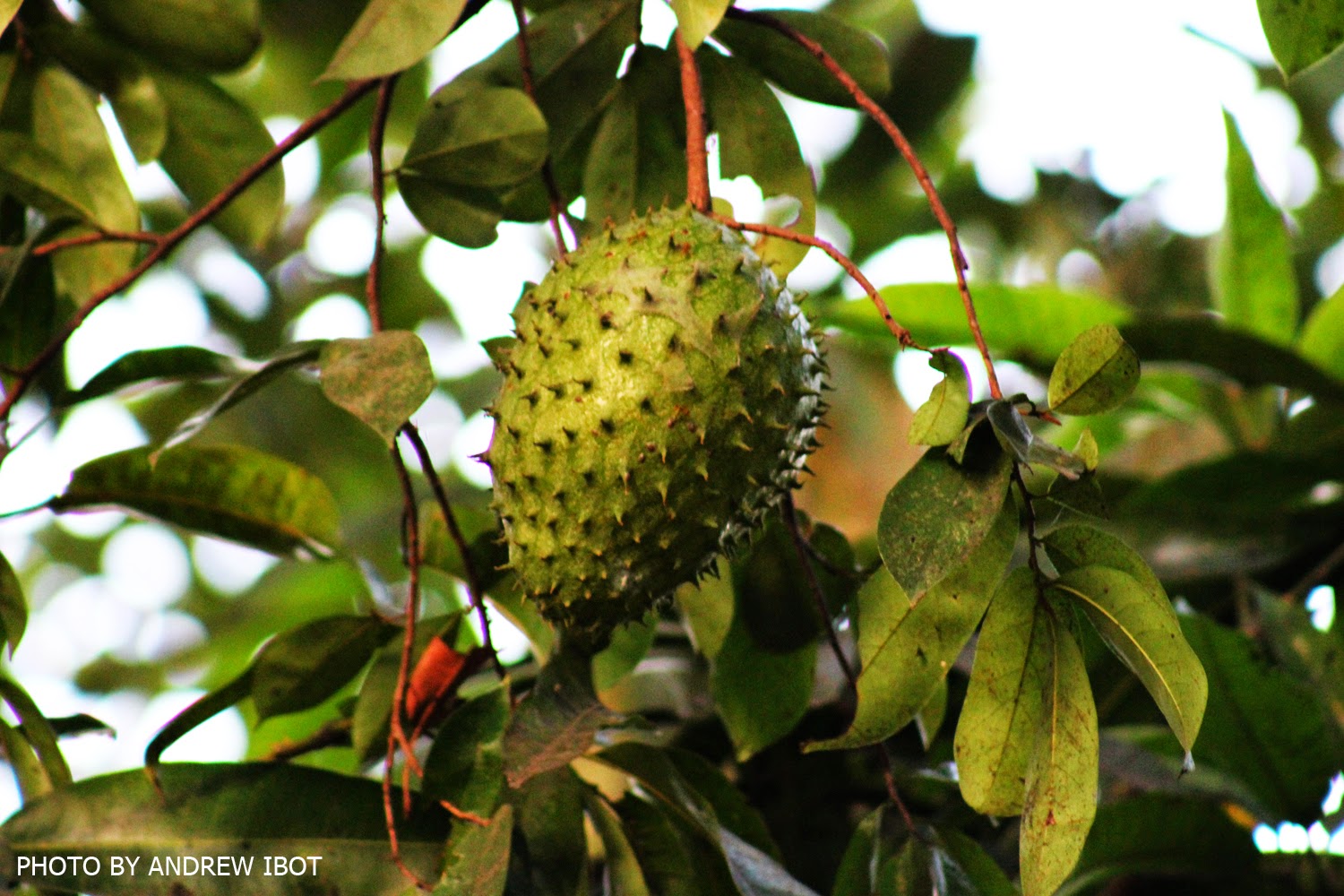 Ako si ANDREW IBOT!: Guyabano (Sour Sop)
